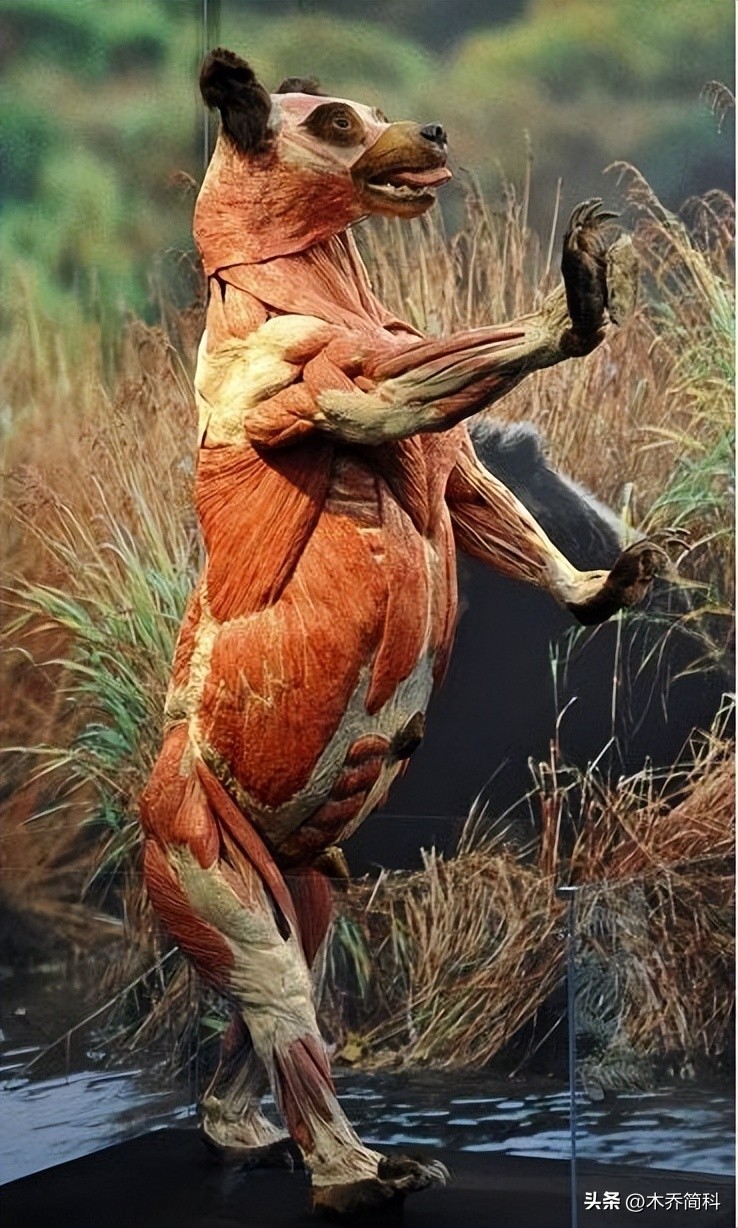 The Movie "Mr. Death": Exploring the Life and Death and the Meaning of ...