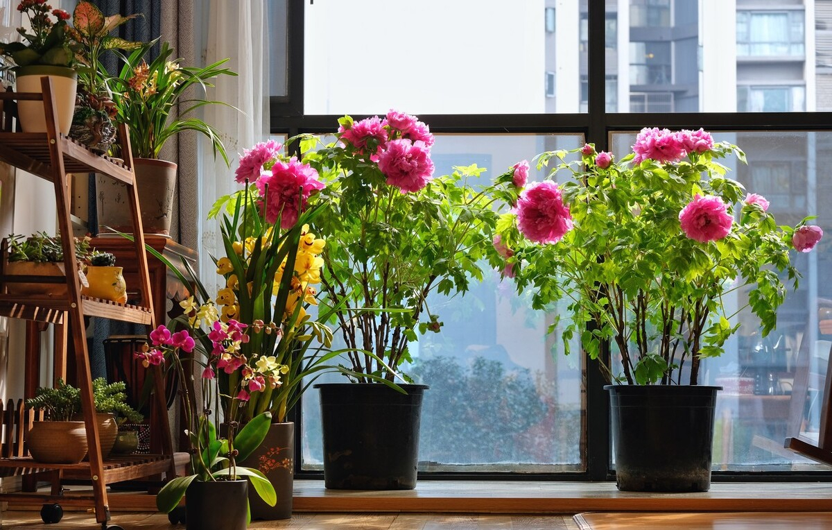 6 kinds of rich and noble flowers, naturally "long life", high-grade ...