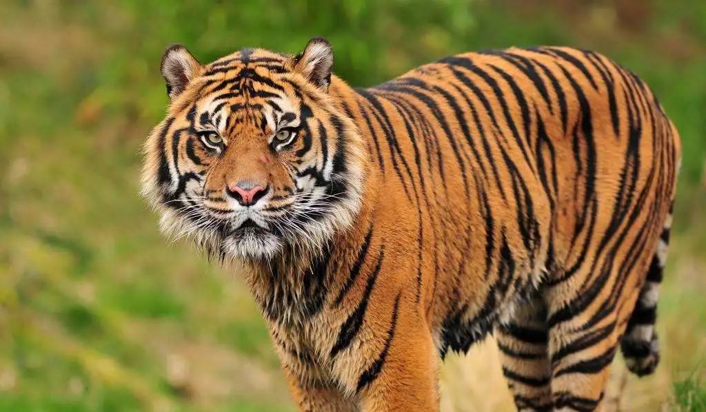 Who is the real king of beasts, tiger or lion - iNEWS