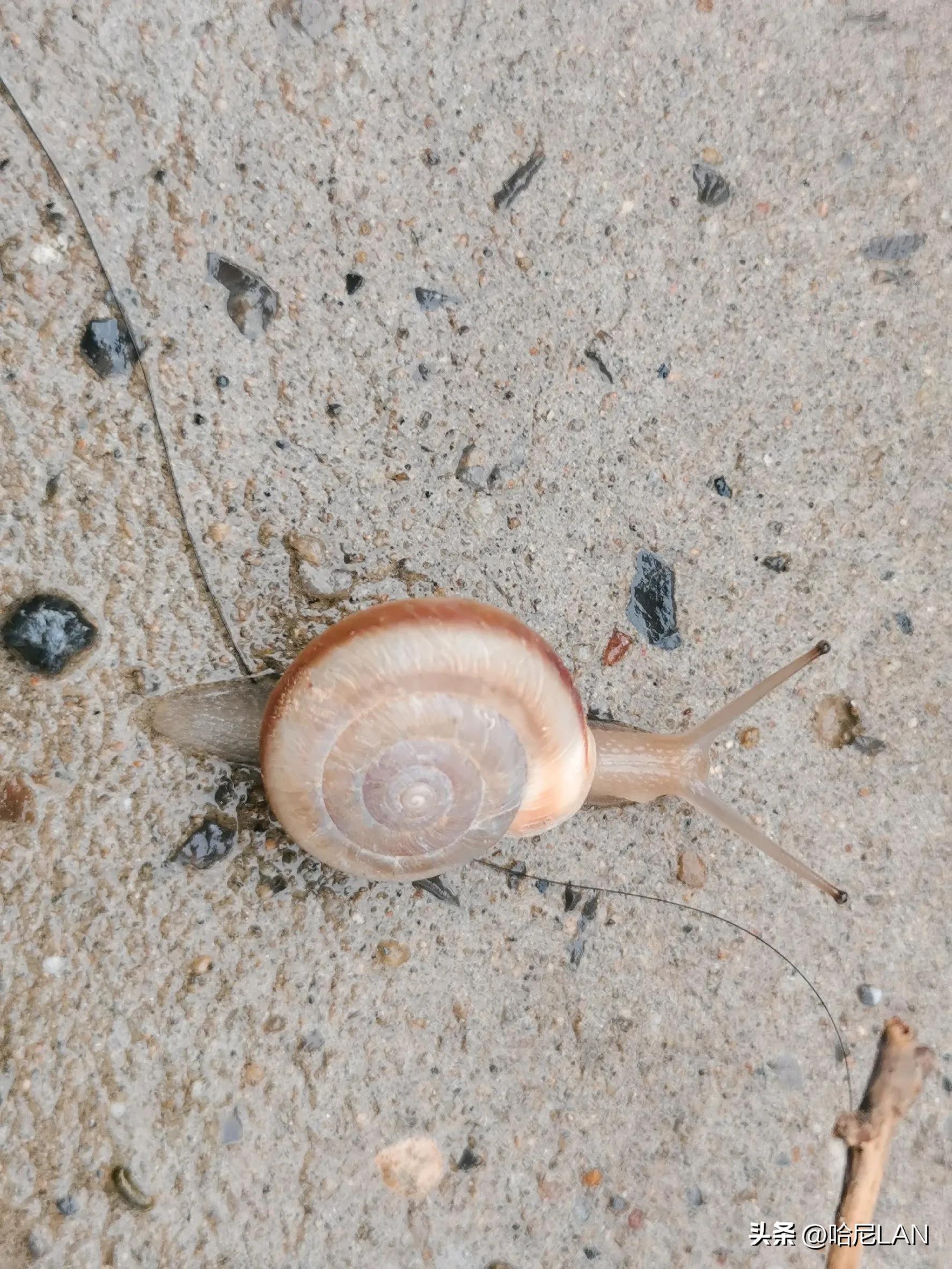 The snail after Du Su Rui - iNEWS