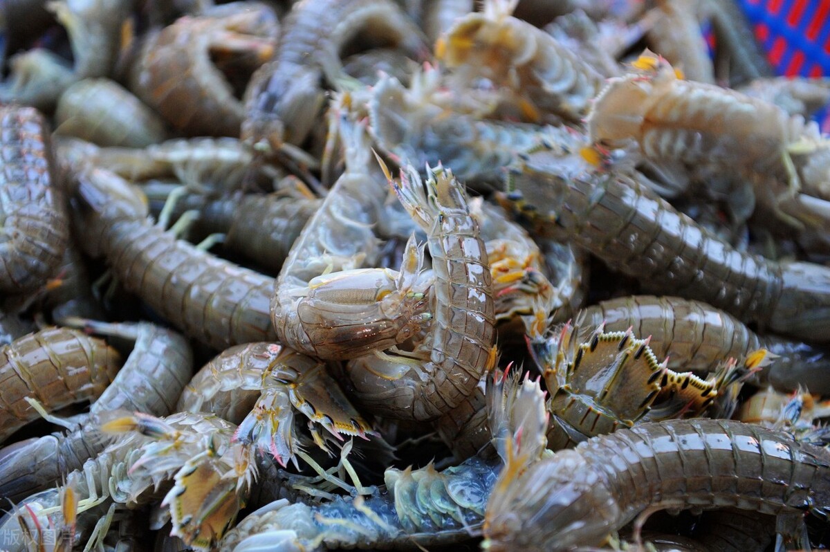 Pippi prawns are not actually shrimp!The world's largest pipi shrimp is ...