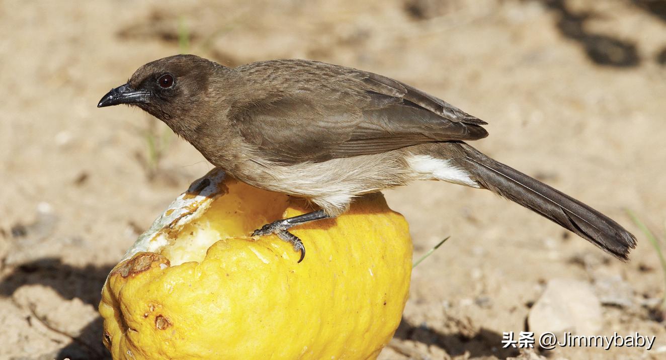 The Legend of the World's National Bird: Liberia's Black-eyed Bulbul ...