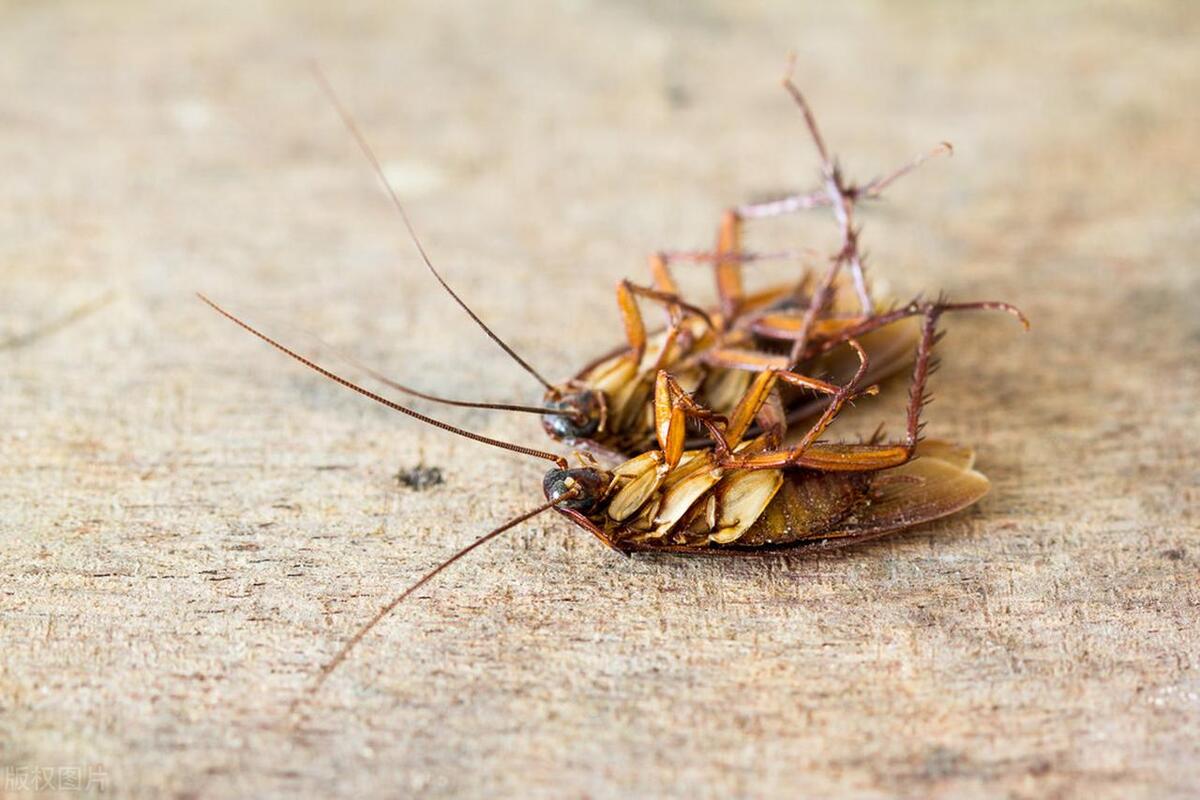 How to get rid of cockroaches at home is the most effective way, what ...