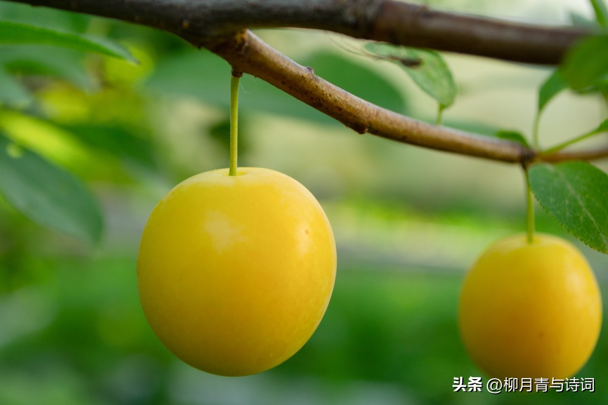 If you don't plant ear seeds, it's useless to plant them again! Three ...