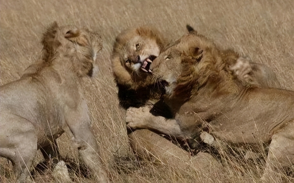 Legendary Lion King - Nglalaric - iNEWS