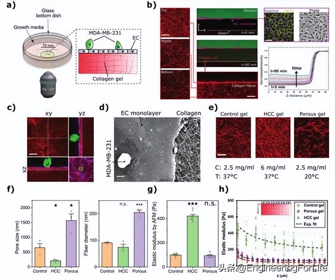 "Adv. Sci.": How cancer cells migrate under the mechanical action of ...