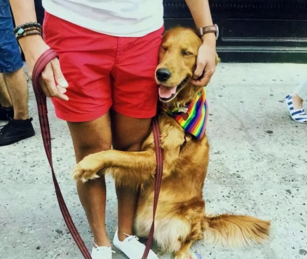 Dogs have the greatest sincerity to humans: they have the gene for ...