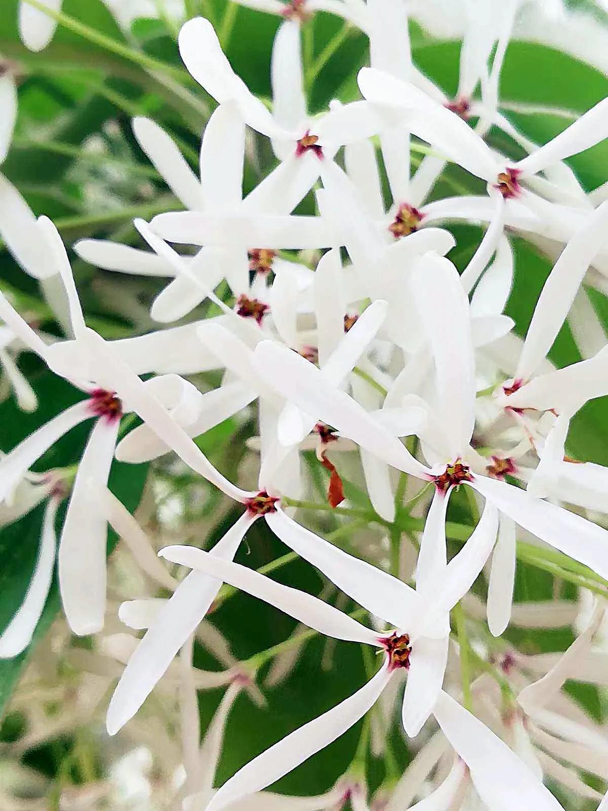 Original Poetry Fude Two Tassel Flowers - iNEWS