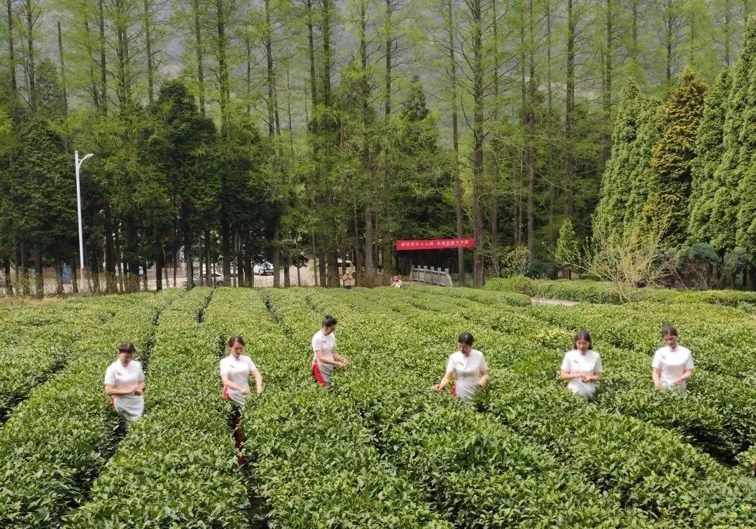 At the turn of spring and summer, follow the fragrance of tea to Lushan ...