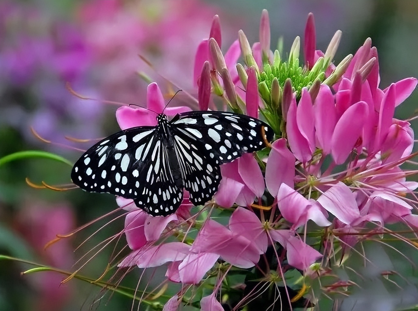 94% of people have never seen it, the mysterious flower - Drunken ...