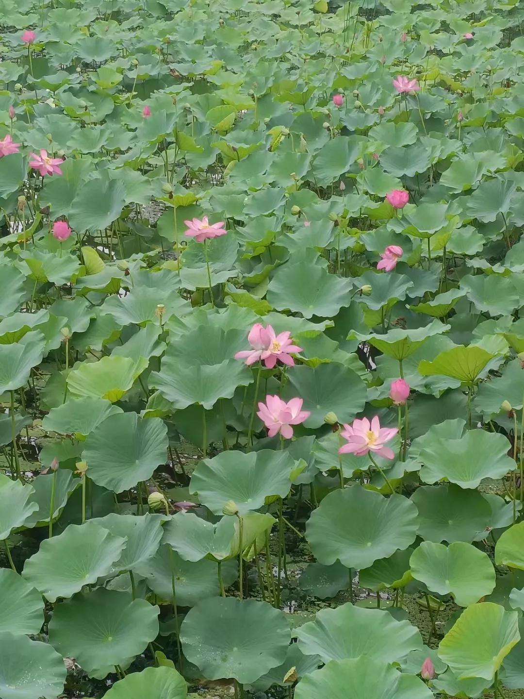 Take you to Changli - iNEWS