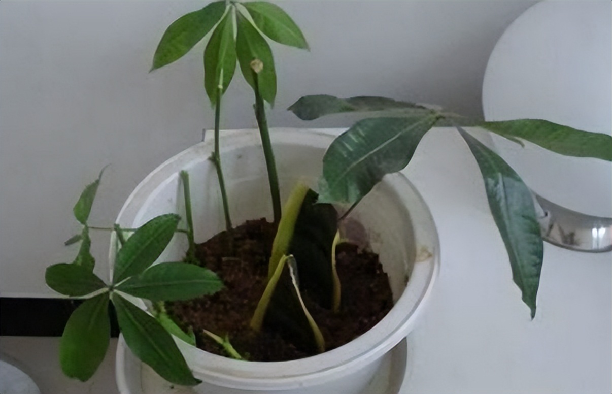 The simplest cutting method of money tree, it takes 20 days to take ...