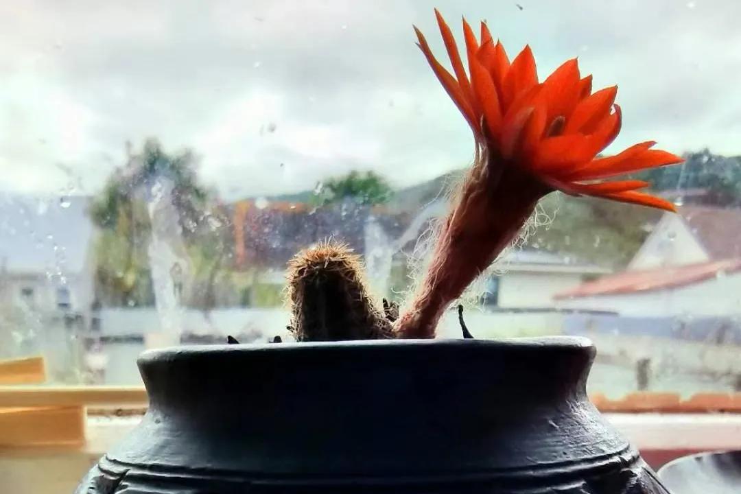 "Huang Sijing's Poetry 47" New Year's Eve, Written on Thousands of ...