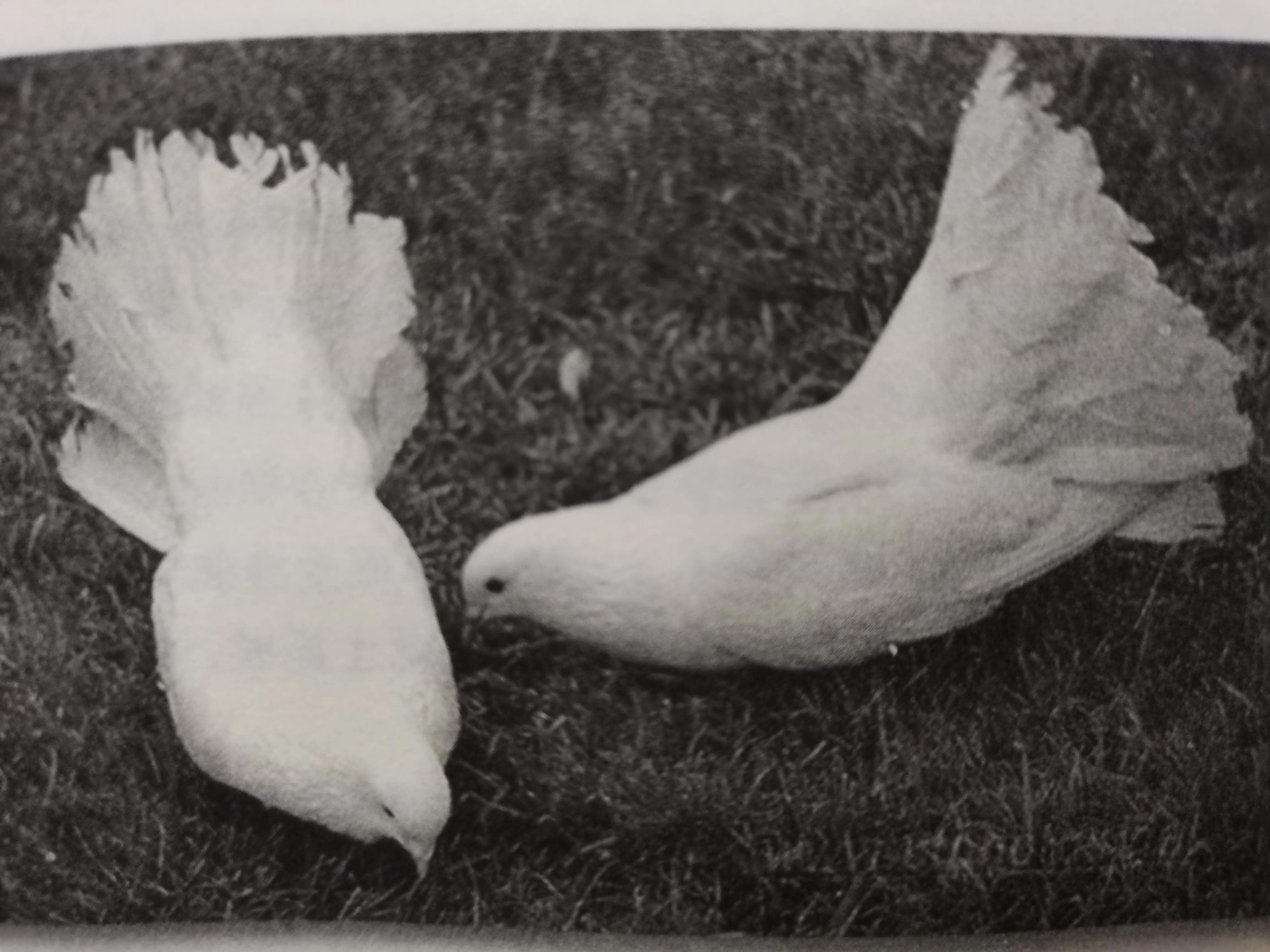 Varieties of Ornamental Pigeons - iNEWS