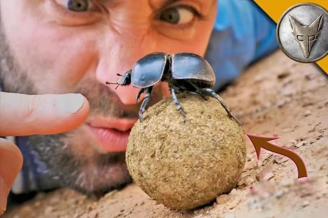 Why do dung beetles roll dung balls instead of eating the dung?Where is ...