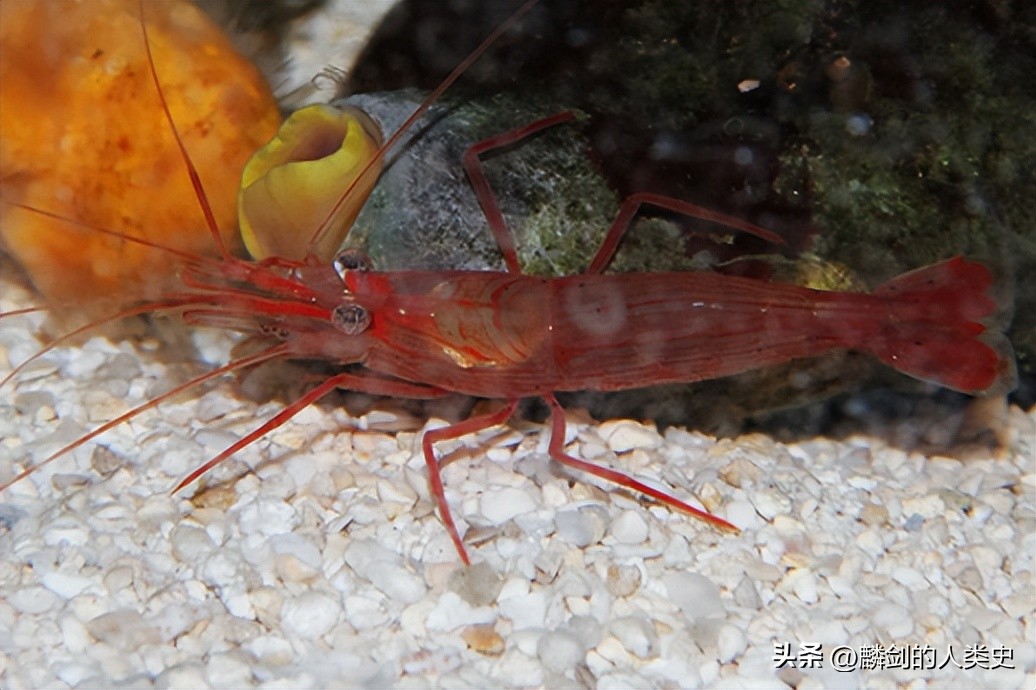 [The whole series of animal kingdom] Ventral embryo suborder - Algae ...