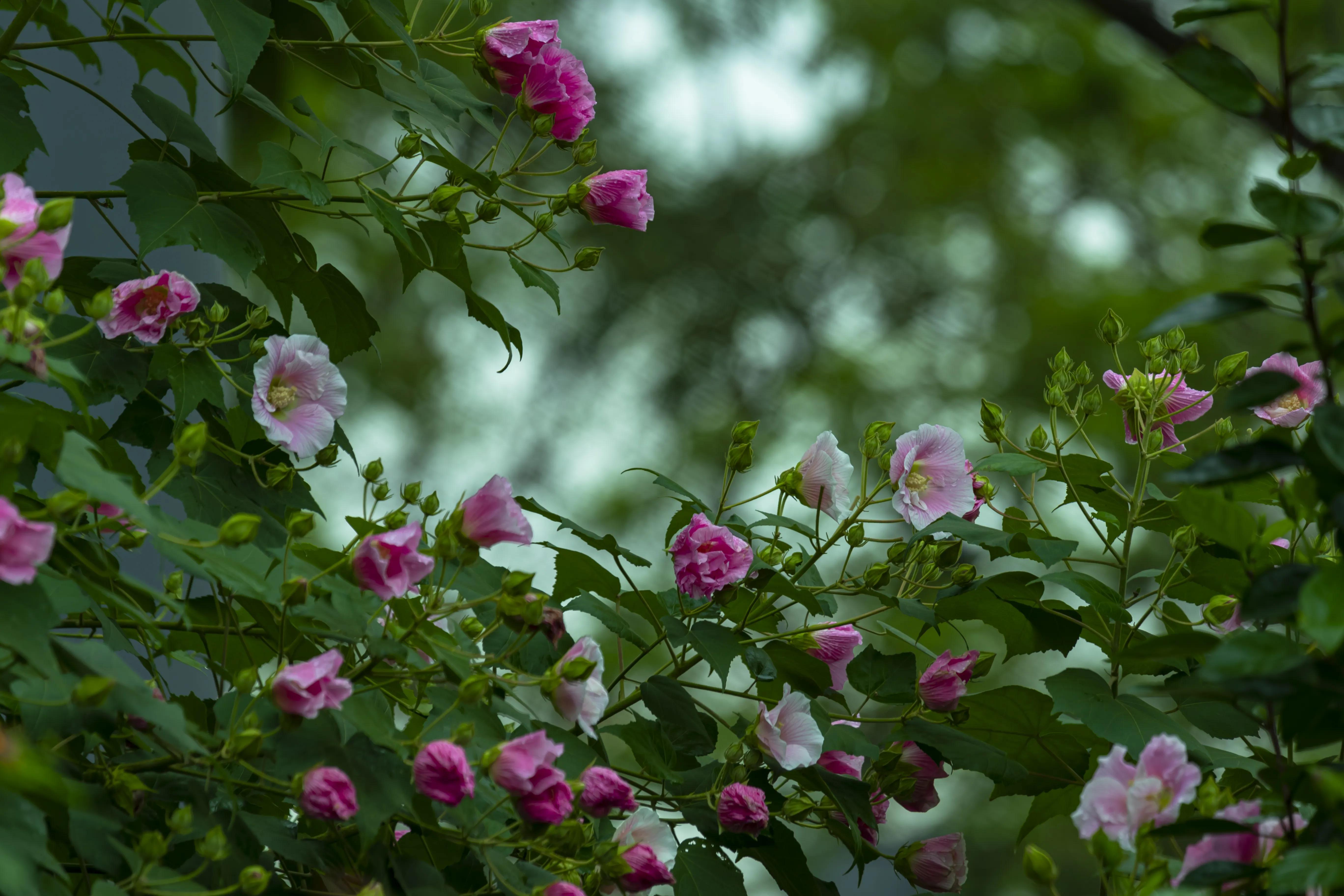 Chengdu people, please remember this day - iMedia