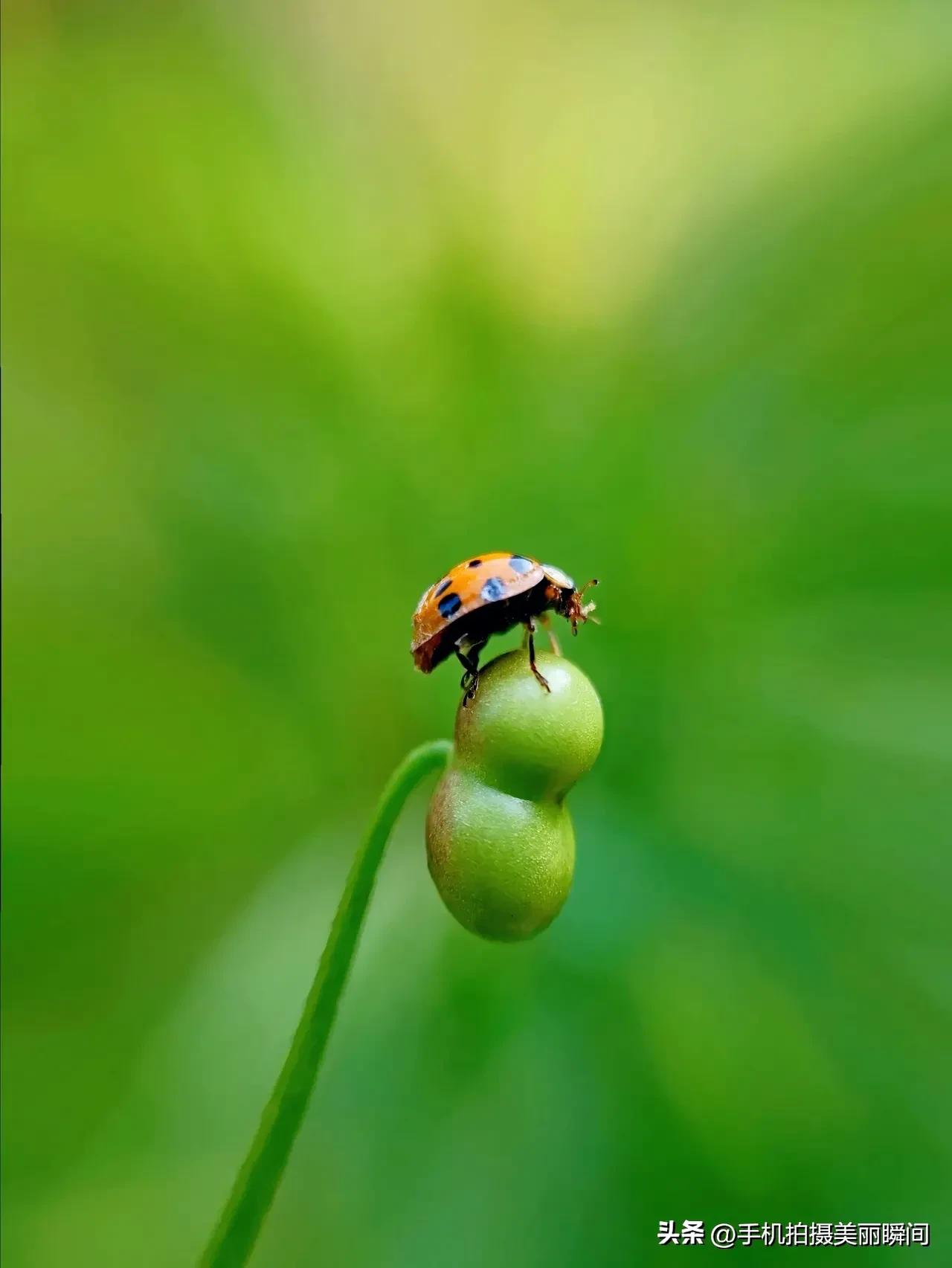 Mobile Photography: Macro Shooting Insects - iNEWS