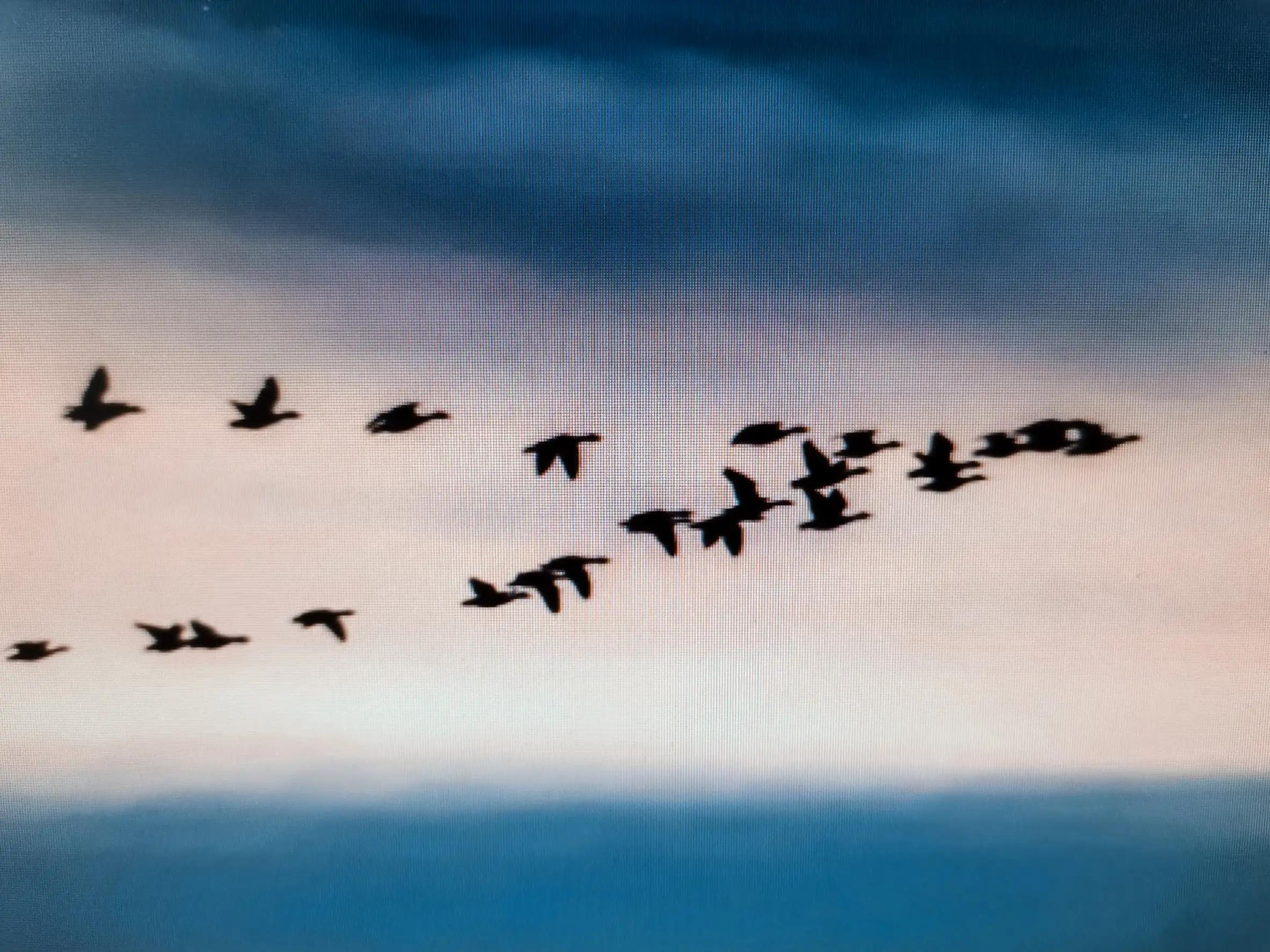 Poem Translation Song Ci: "Shuangtian Xiaojiao Mei" by Fan Chengda - iNEWS