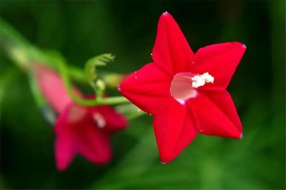 Share beautiful photos: especially beautiful little five-star - iNEWS