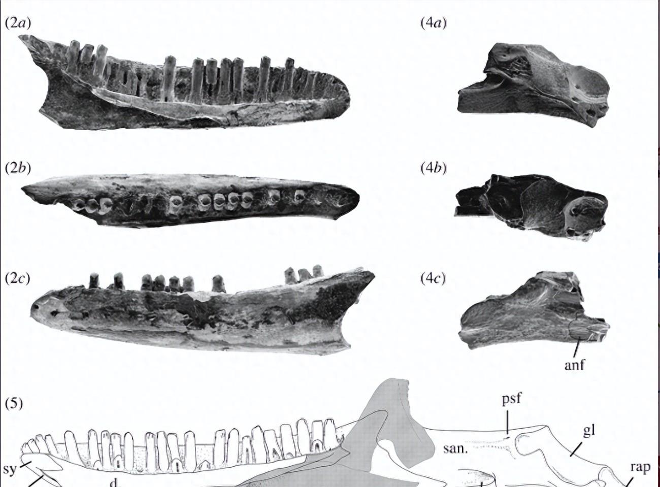 Discovery of Miocene vertebrate fossils in Australia, and research on ...