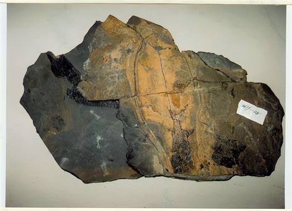 Human shoe print fossils 270 million years ago, is it Metaverse? Is it ...