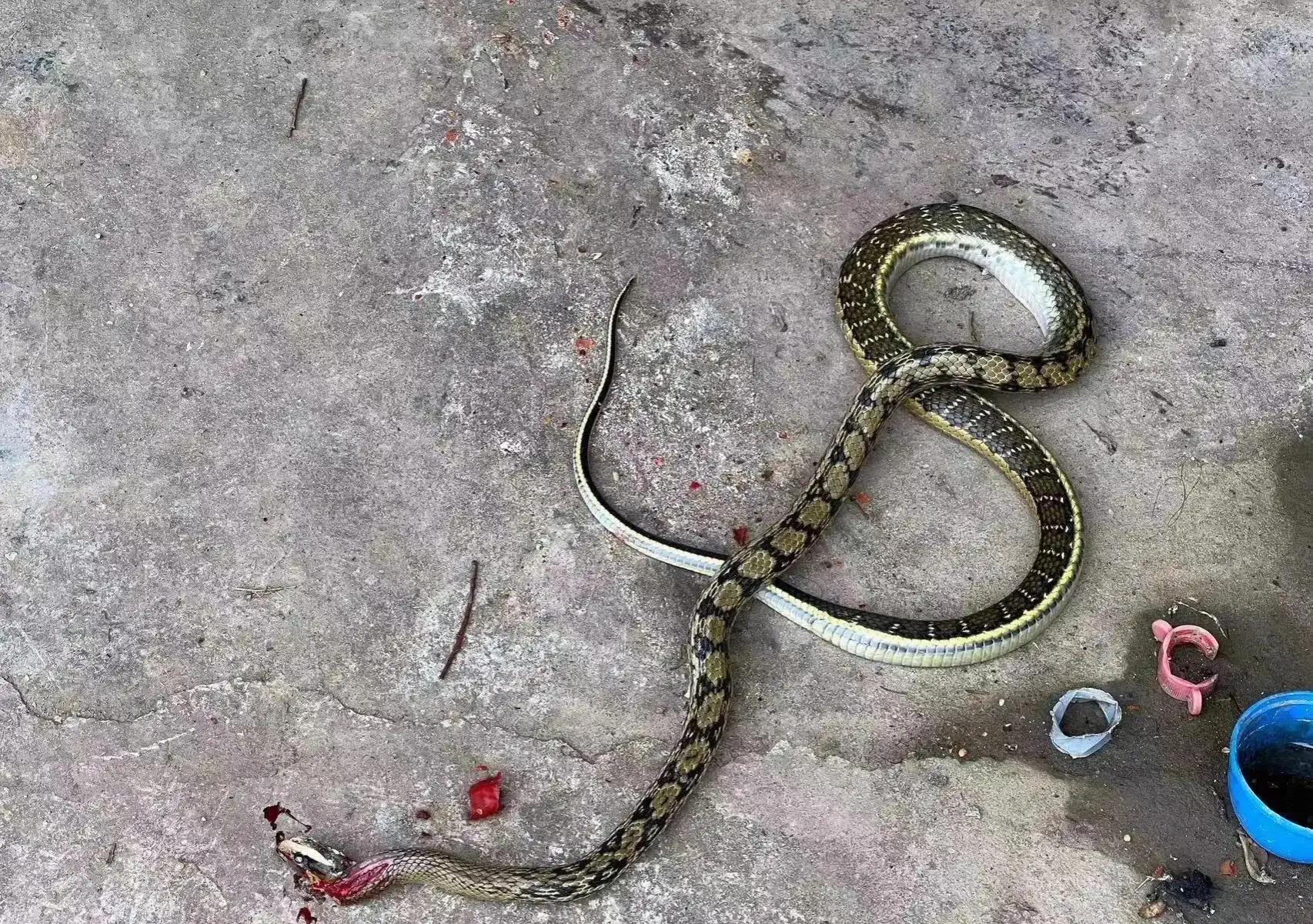 Why are these dead snakes not eaten by their own kind? - iNEWS