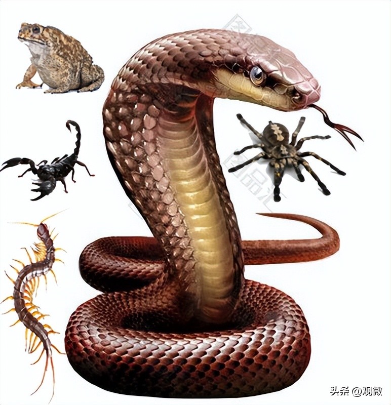 Which five animals are the five folk poisons? - iNEWS