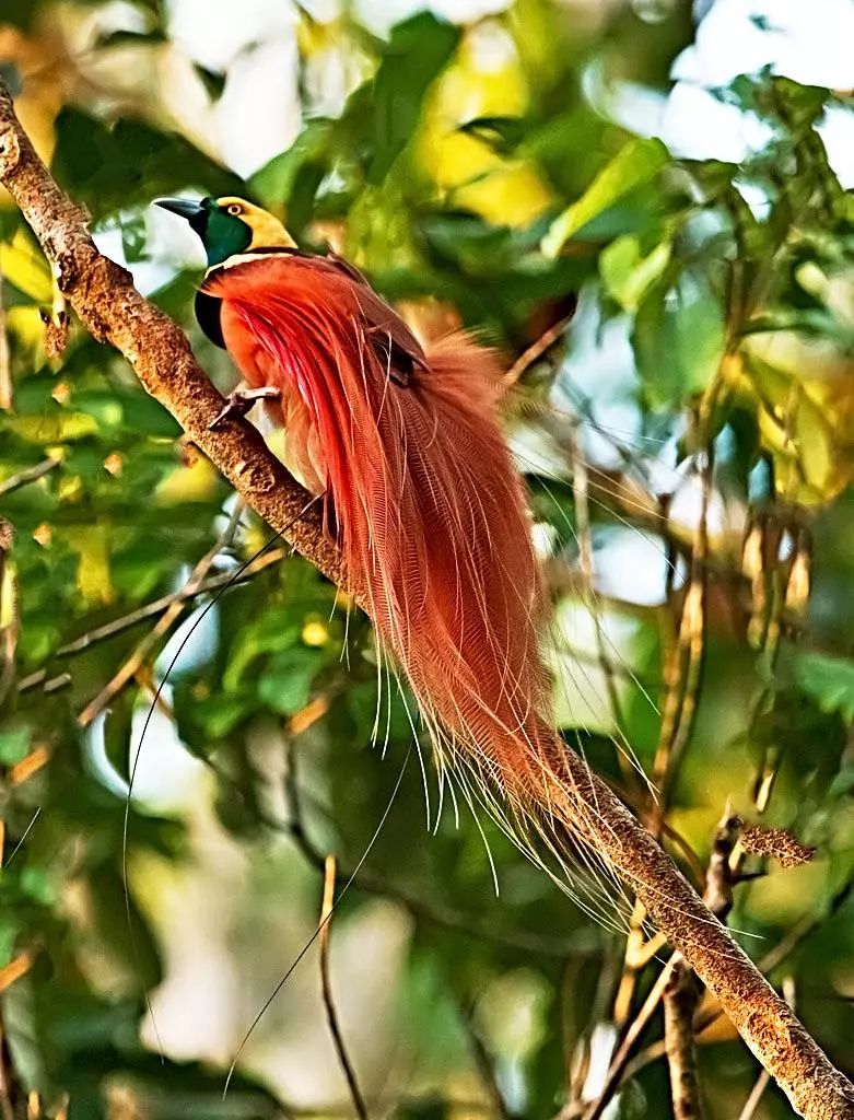 Rare to see all kinds of strange birds in nature - iNEWS