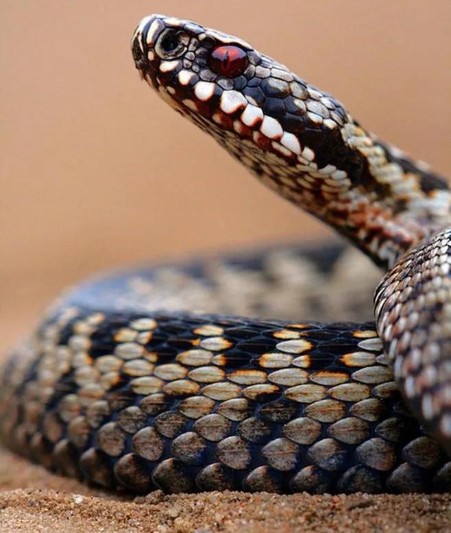 Snakes are called cold-blooded animals, and snakes and centipedes ...