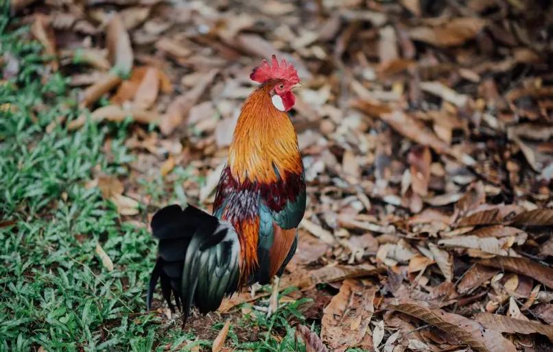 Why does the rooster croak?Is it for fun or for a special purpose? - iNEWS