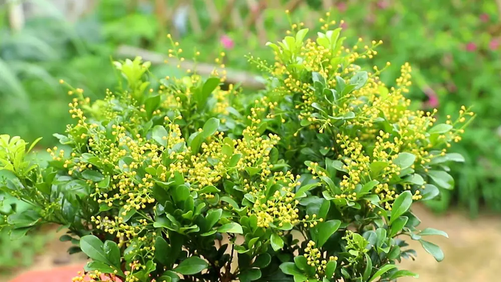 Milan flower has "three fears" in summer. - iNEWS