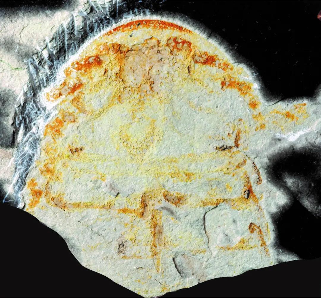 450 million years ago, this ancient "cute creature" was a fierce ...