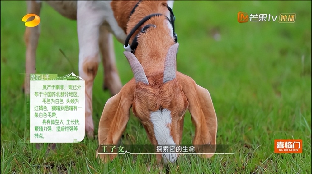 Conversation with animals?"The Muye Family" truly enters the animal ...
