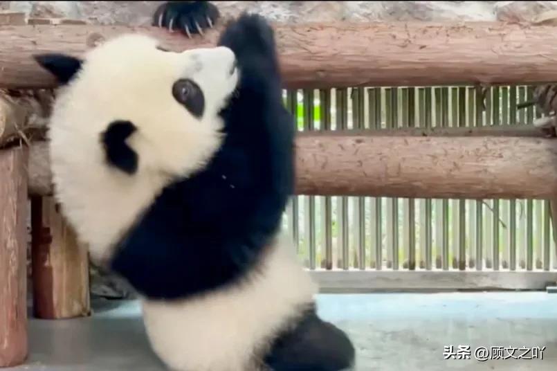 Are you still lying down? The miracle path of the disabled panda "Fu ...