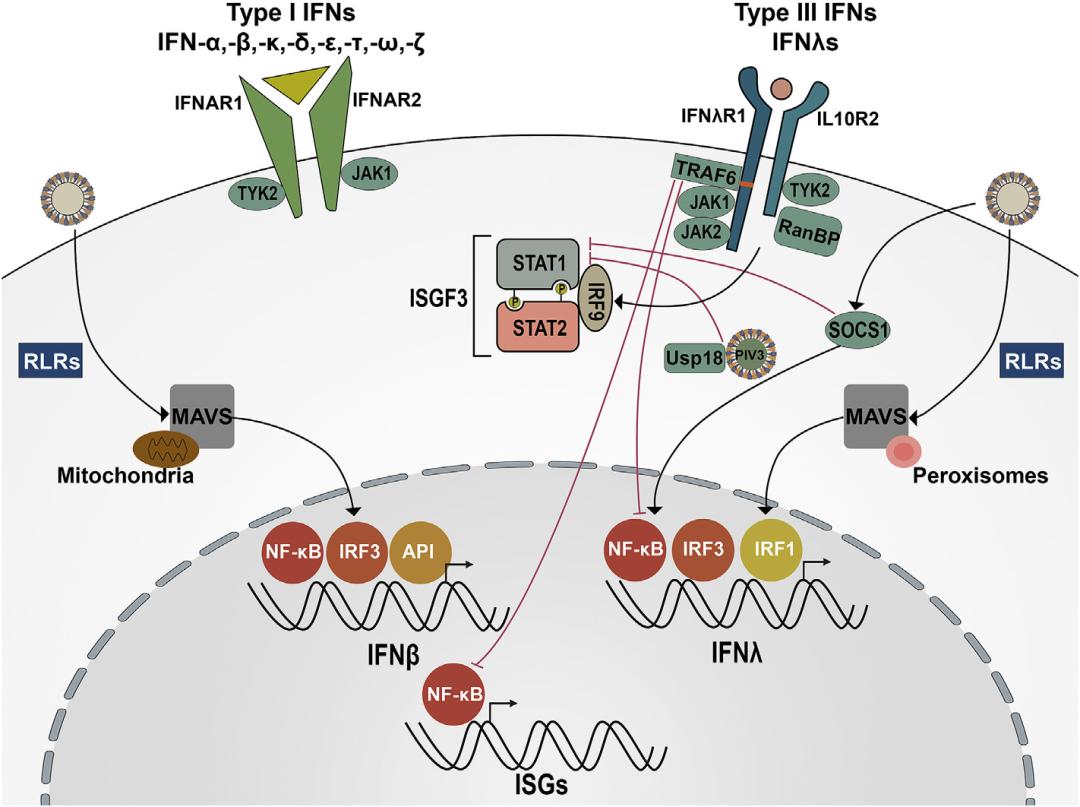 IFNλ: Cancer therapeutic potential - iNEWS