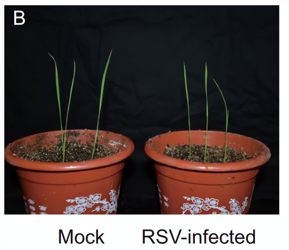 Transcriptome profiling of different rice cultivars against bacterial ...