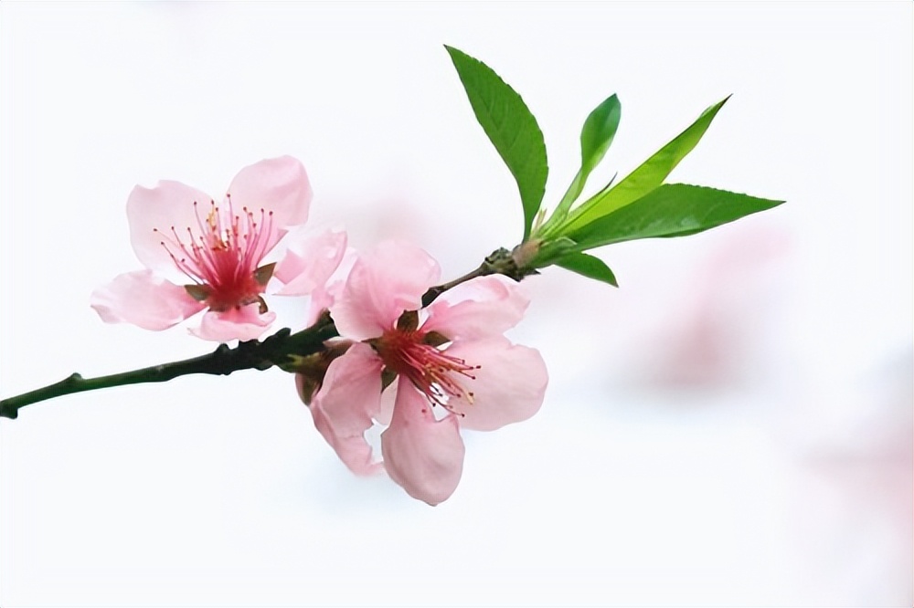Zhu Xi—The Immortal, His Fame (2) - iNEWS
