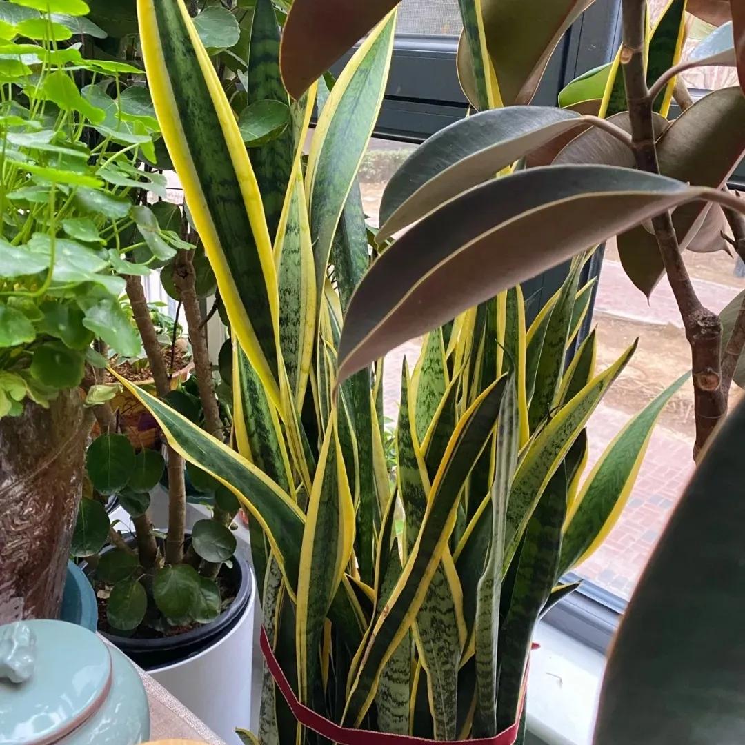 Raise Tiger Pilan after the winter solstice, do 4 details well, the ...