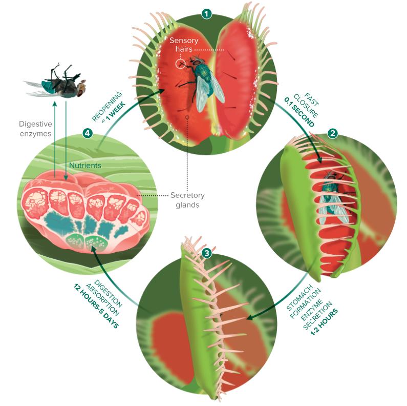 The Secret of Plants Evolving into Predators - iNEWS