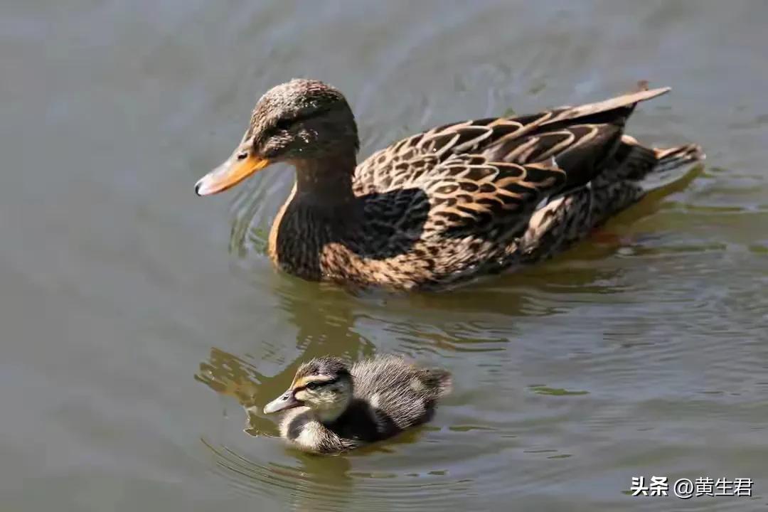 Wugang Plasma Duck - iMedia