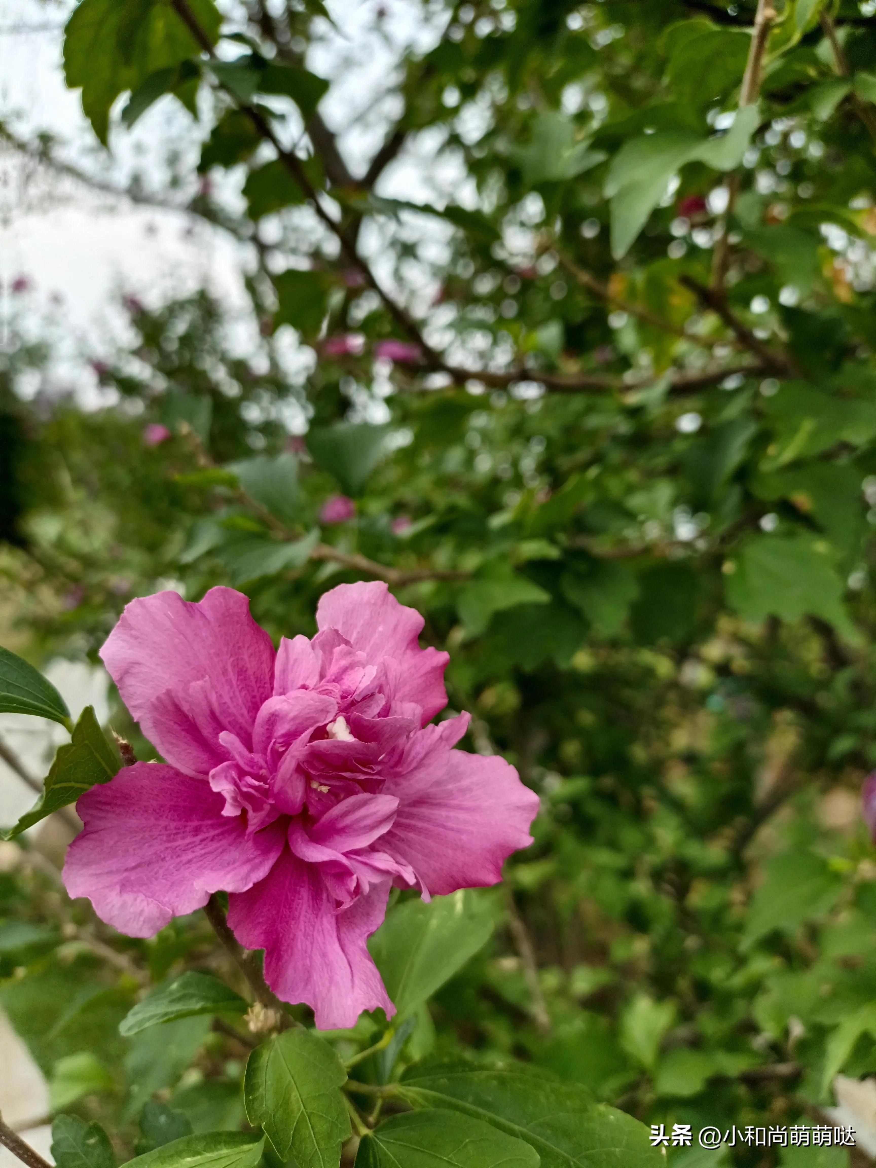 What three things do the three things refer to in the saying "forty ...