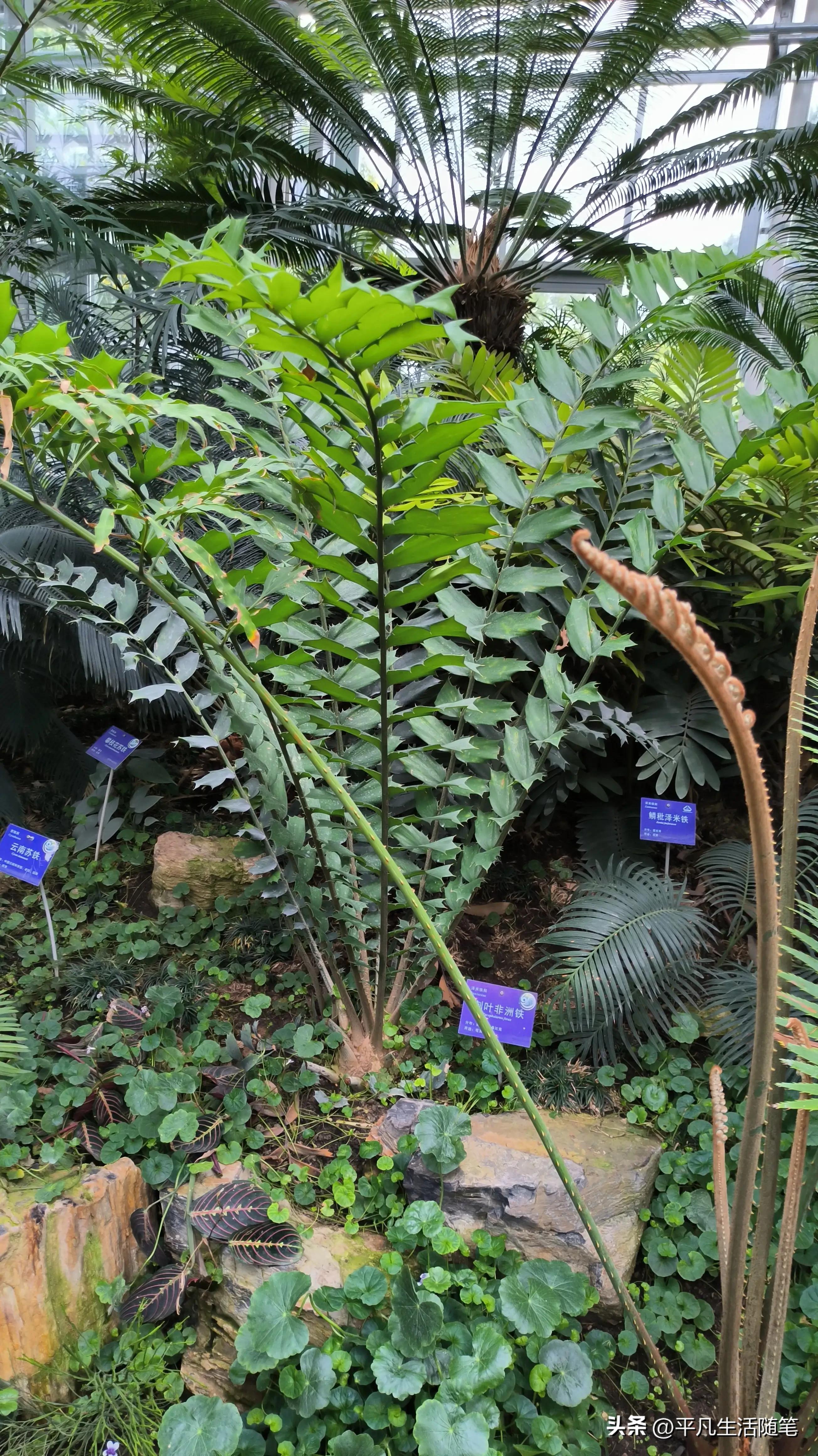 Various iron trees - iNEWS