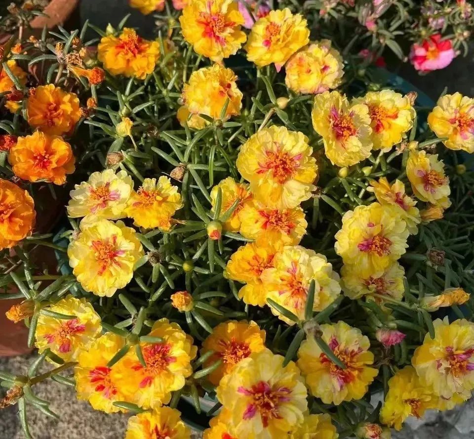 The older these 3 kinds of flowers are, the more they lose money, and ...