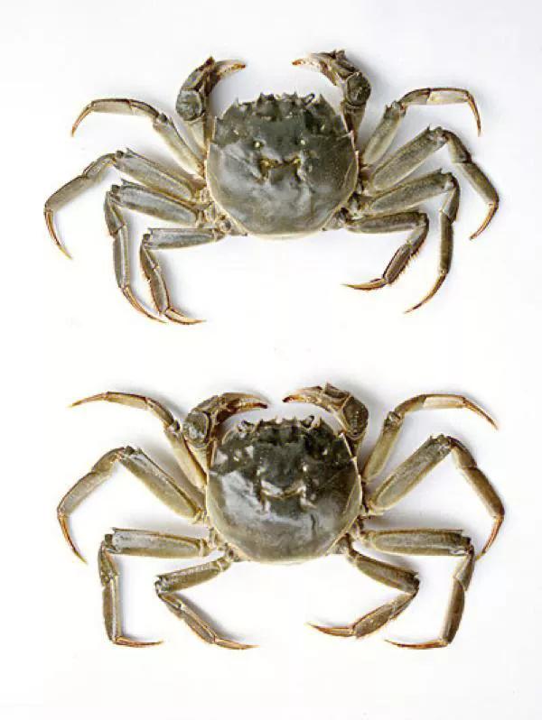 Tips for choosing crabs: how to choose fat and attractive crabs - iNEWS