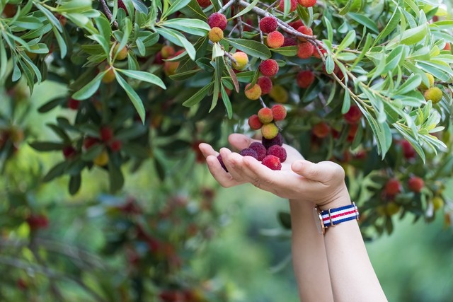 Red bayberry, with juicy flesh and sweet taste, is one of the favorite ...