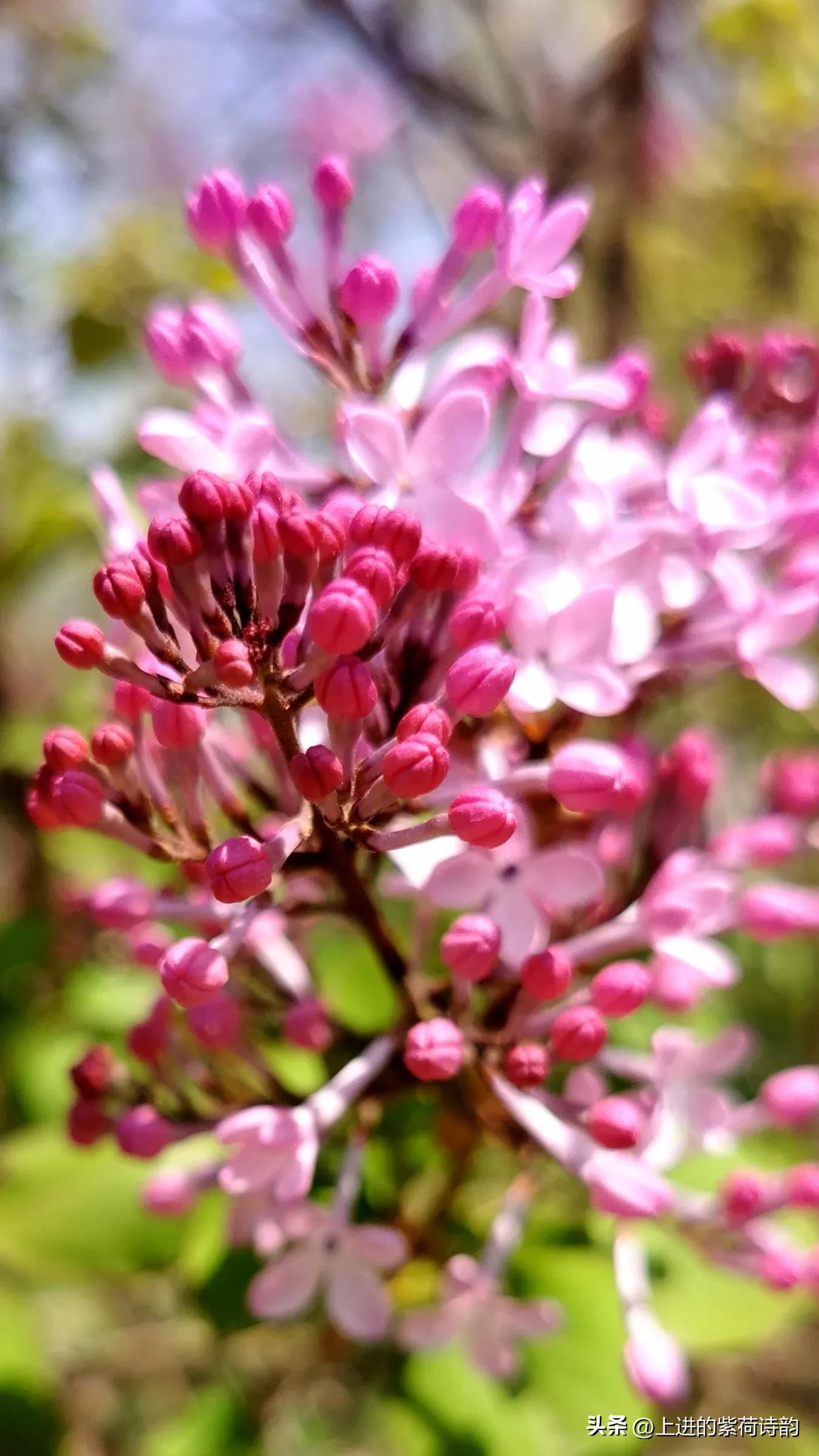 Spring goes and spring comes again, lilacs bloom. - iMedia
