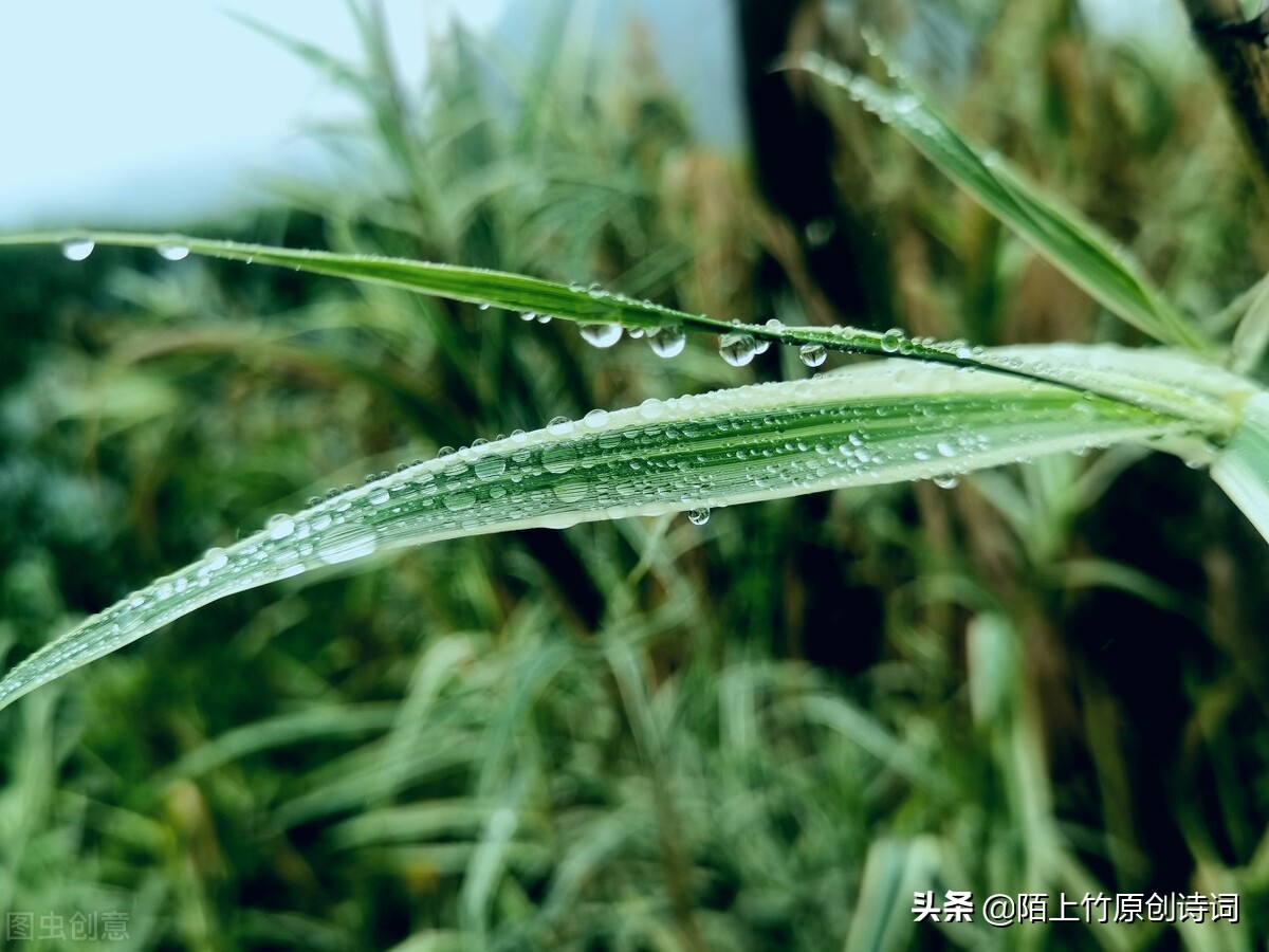 Seven-character quatrains: Spring rain - iNEWS