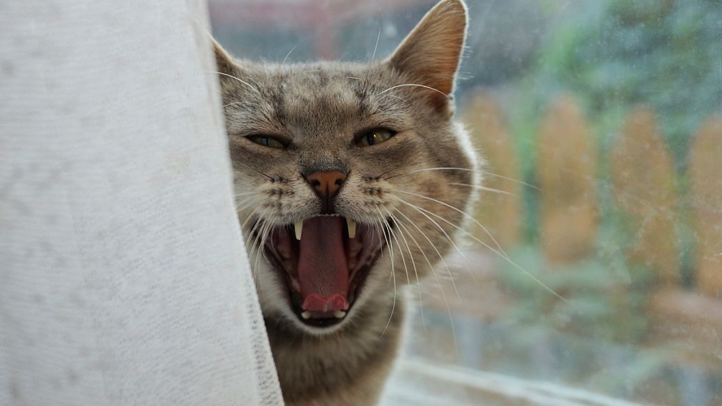 A kind of cat that is more pitiful than stray cats is really ...