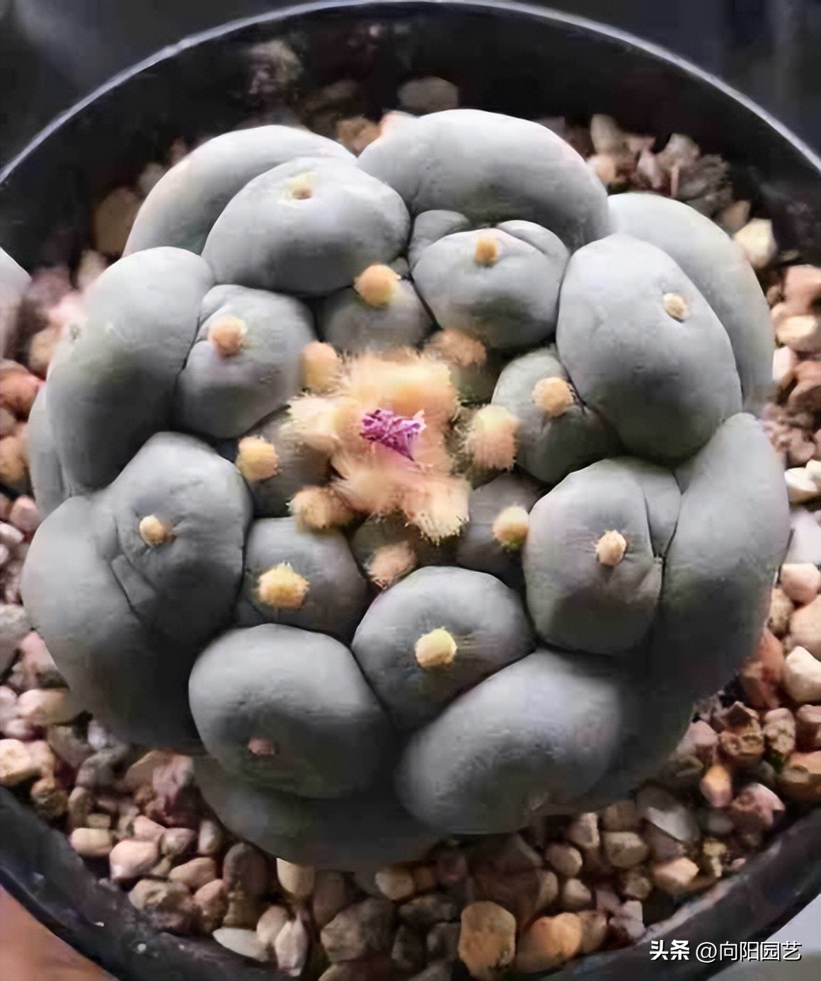 What is the end of raising succulents? Yulu, prickly pear, agave, these ...